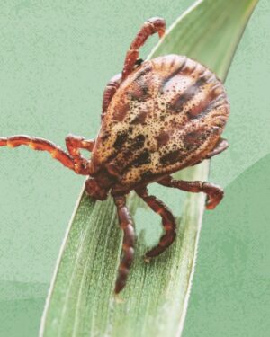 Woodworm Infestation And Treatment Products: Everything You Need To ...