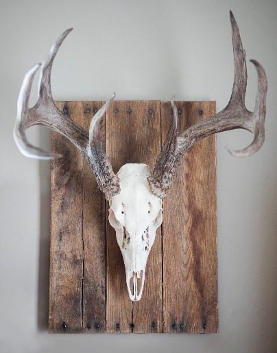 How To Mount A Deer Skull On Wood Cut The Wood