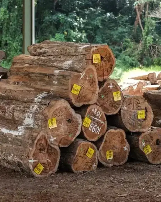 Pinewood | Wood Type | Cut The Wood