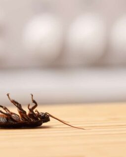 Woodworm Infestation And Treatment Products: Everything You Need To ...