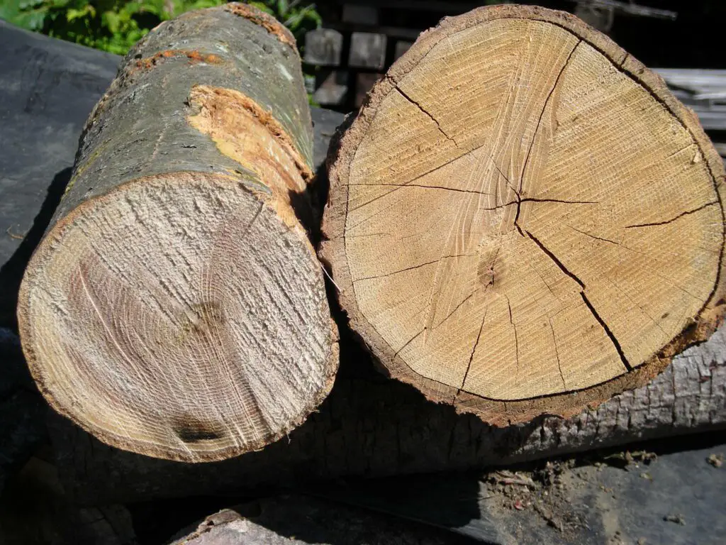 Green Wood | Wood Type | Cut The Wood