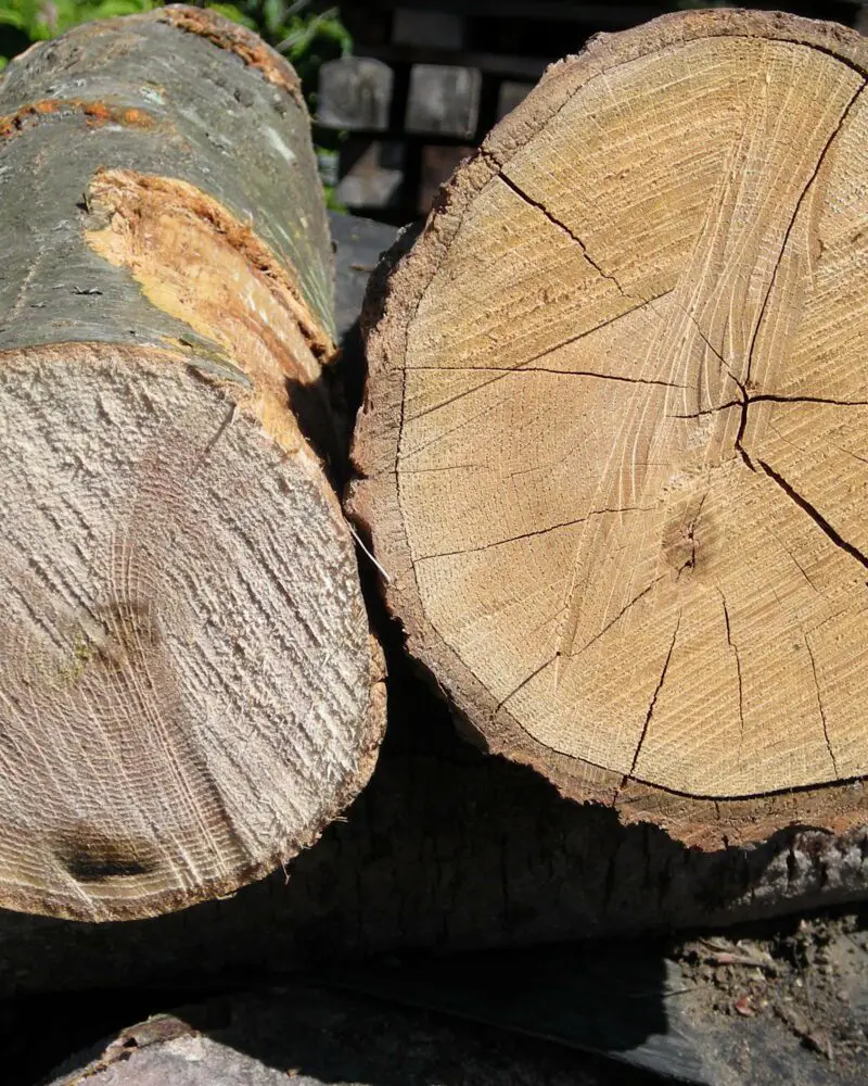 Pinewood | Wood Type | Cut The Wood