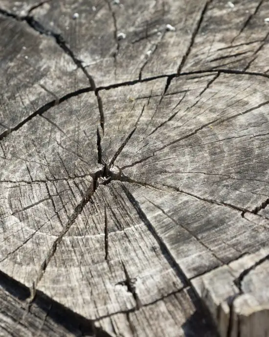 Top 10 Hardest Woods Worldwide | Wood Fact | Cut The Wood