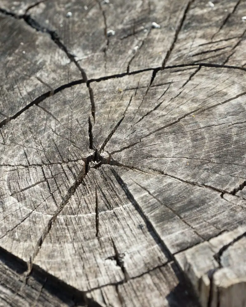 Wood Pulp: What It Is & How It Is Created | Cut The Wood