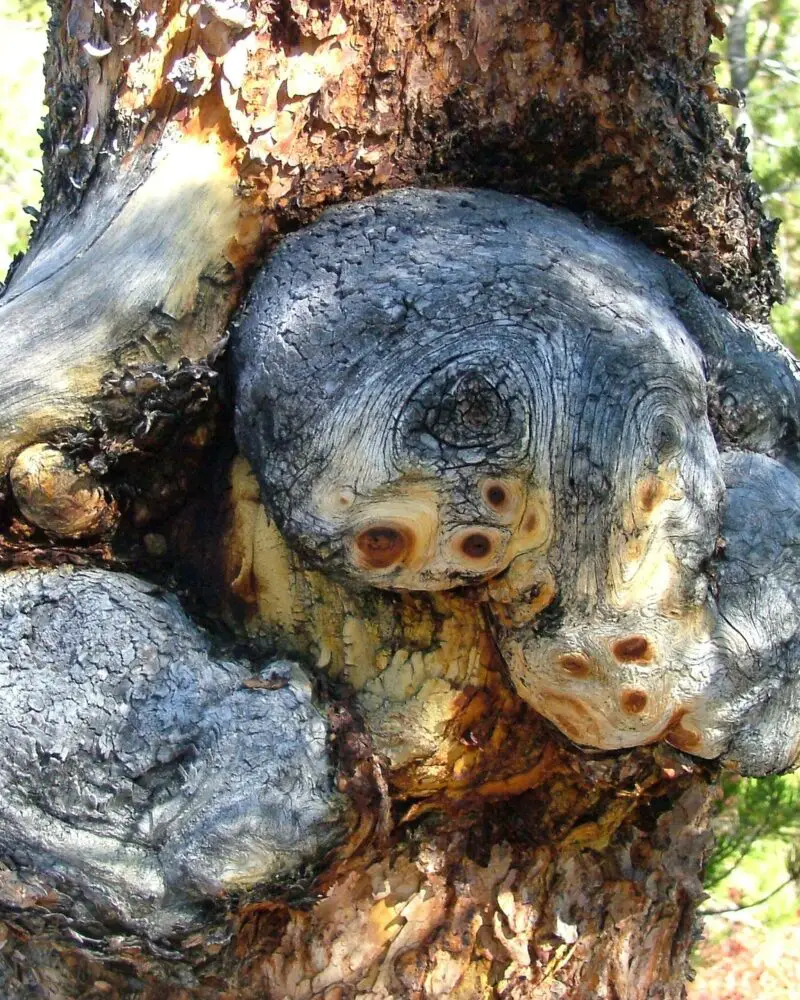 How To Cure Wood | Cut The Wood