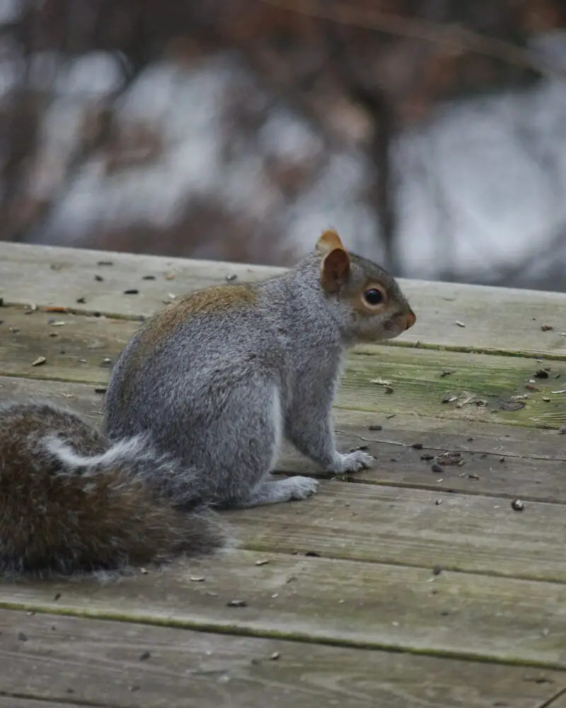 Watch Out For These Types Of Wood-Destroying Bugs | Cut The Wood
