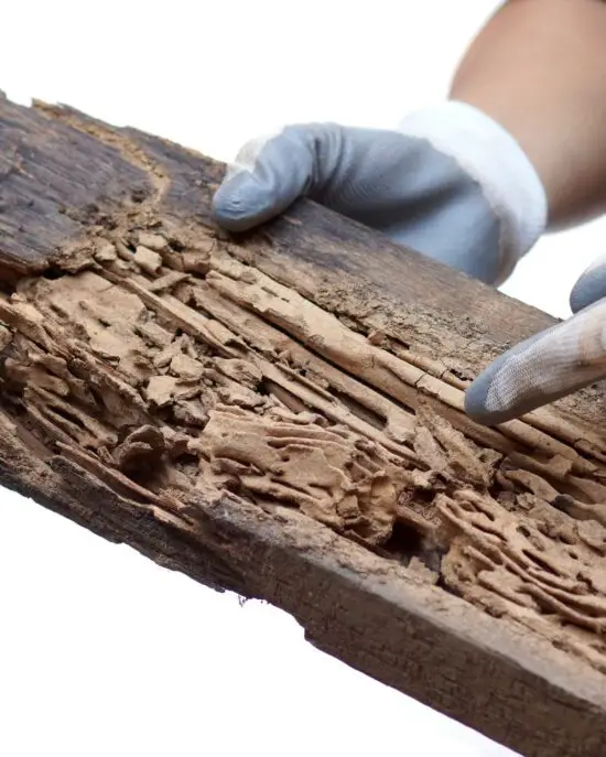 How To Get Rid Of Wood Mites (Step-by-Step Guide) | Cut The Wood