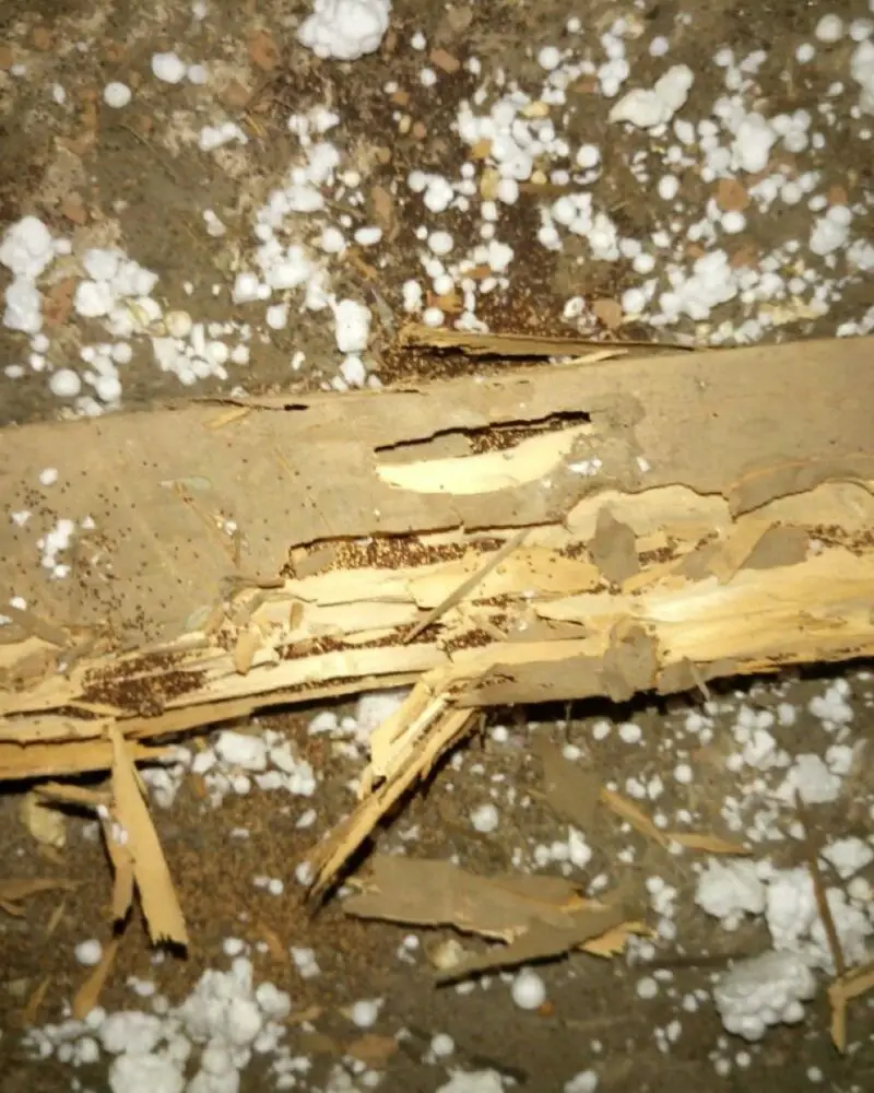 Watch Out For These Types Of Wood-Destroying Bugs | Cut The Wood