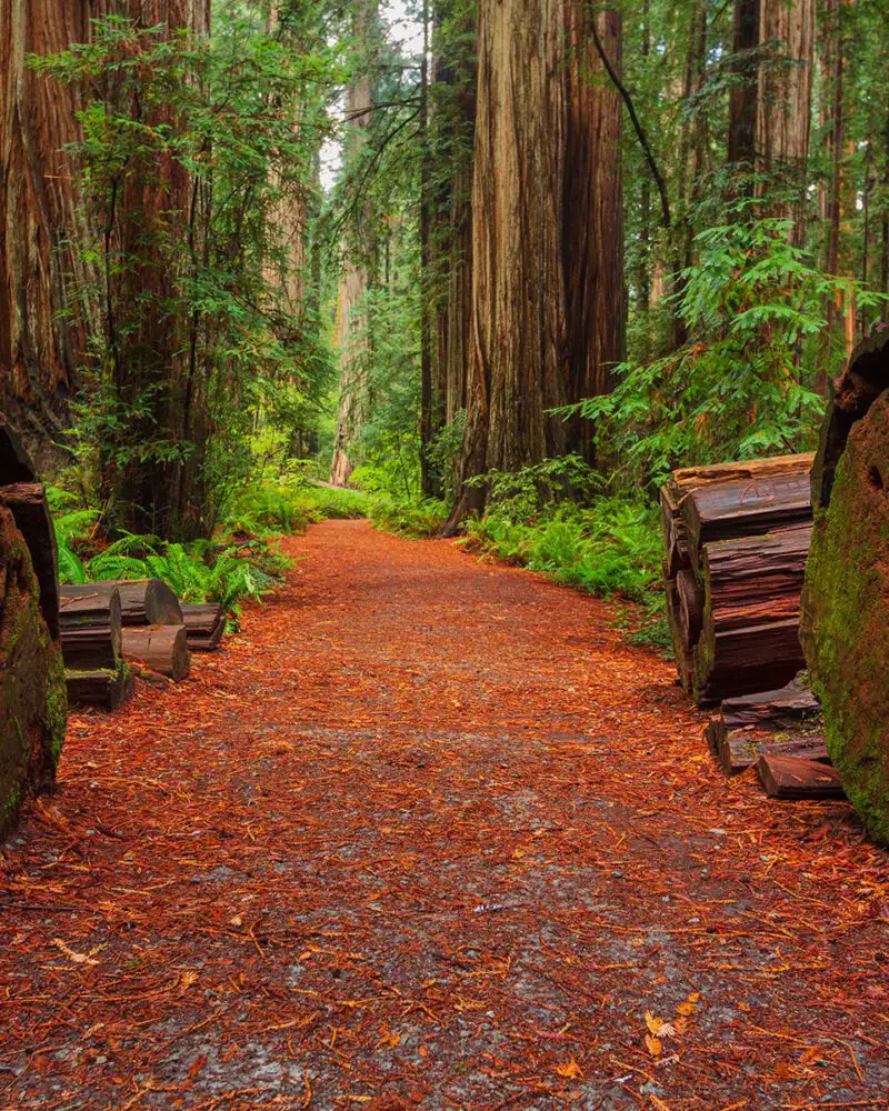 Pinewood | Wood Type | Cut The Wood