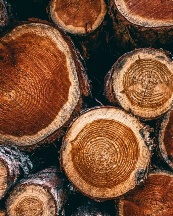 Pinewood | Wood Type | Cut The Wood