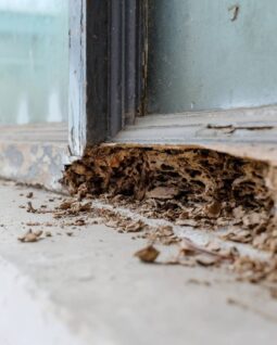 Woodworm Infestation And Treatment Products: Everything You Need To Know | Cut The Wood