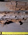 Watch Out: Signs Of Wood-Destroying Insects And How To Eliminate Them ...