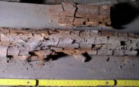 All About Wood-Decaying Fungi | Cut The Wood