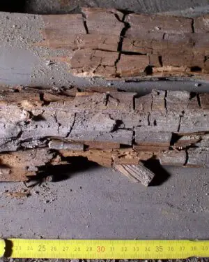Watch Out: Signs Of Wood-Destroying Insects And How To Eliminate Them ...