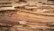 Watch Out: Signs Of Wood-Destroying Insects And How To Eliminate Them ...