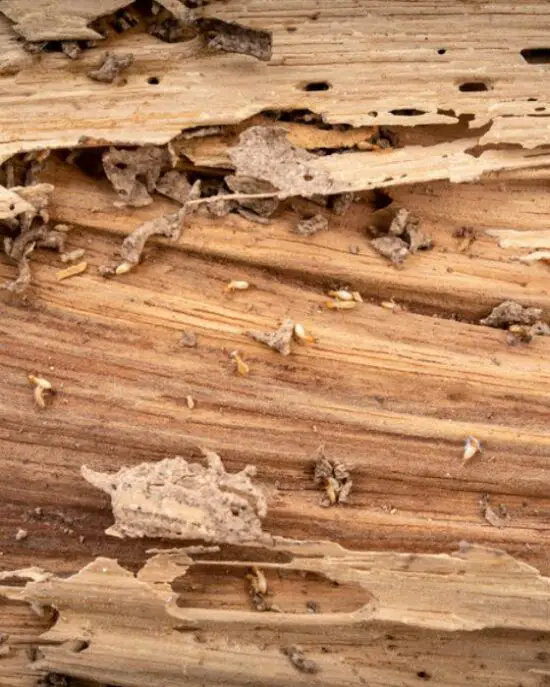 All About Wood-Decaying Fungi | Cut The Wood