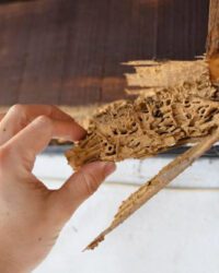 Watch Out: Signs Of Wood-Destroying Insects And How To Eliminate Them ...