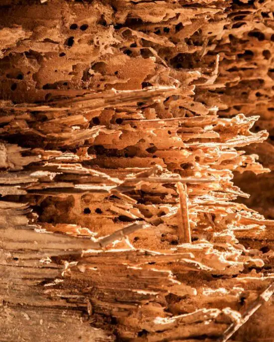 Watch Out For These Types Of Wood-Destroying Bugs | Cut The Wood