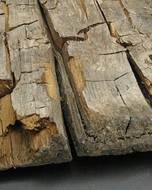 Effective Ways To Prevent Wood Infestation | Cut The Wood