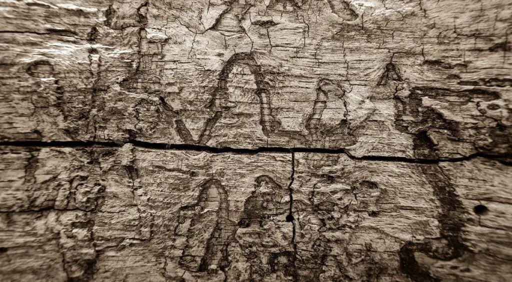 Wood Infestation | Cut The Wood