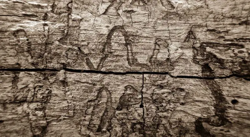 Wood Infestation | Cut The Wood