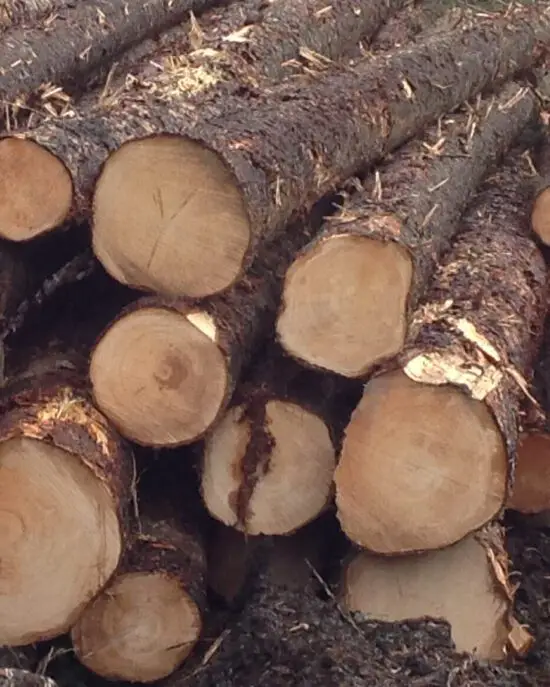 Pinewood | Wood Type | Cut The Wood