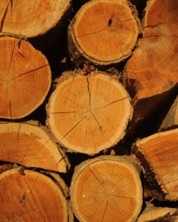 Top 10 Hardest Woods Worldwide | Wood Fact | Cut The Wood