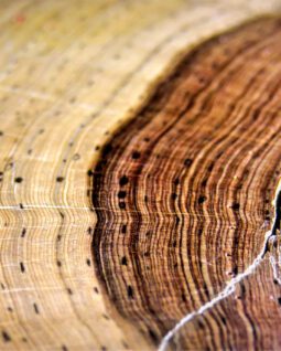 Top 10 Hardest Woods Worldwide | Wood Fact | Cut The Wood