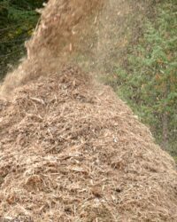 Top 10 Heaviest Woods Worldwide | Wood Facts | Cut The Wood